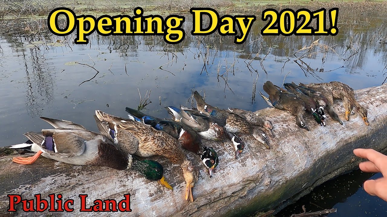 Insane Michigan Opening Day Public Two Man Limit! - YouTube
