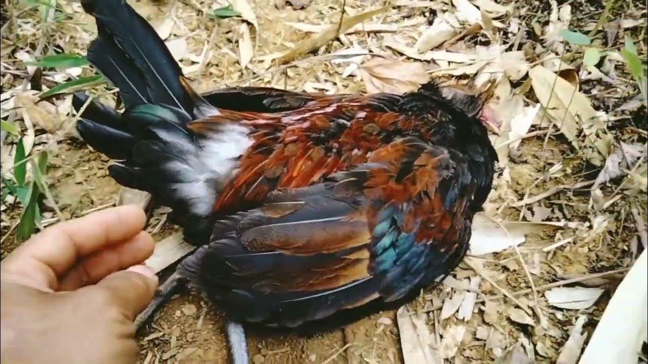 dib qaib tua poj qhai coj me nyuam/15/2/2025 - YouTube