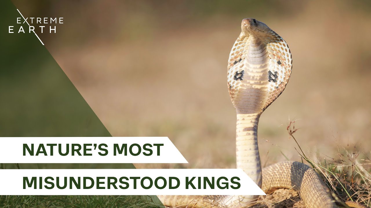 King Cobra: The Apex Predator of the Snake World - YouTube