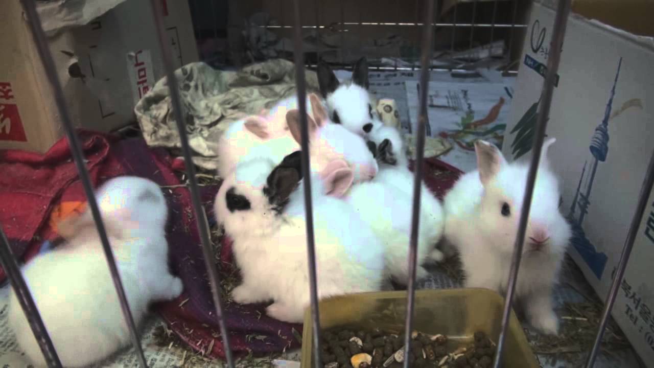 Baby rabbits trying to get milk! - YouTube
