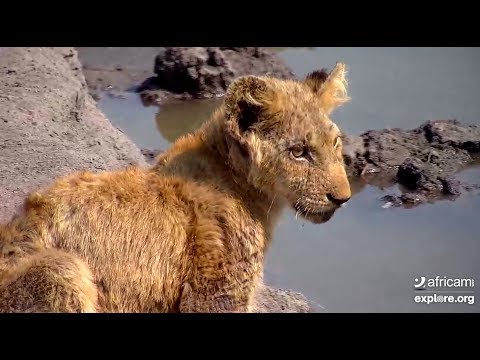 Sad little lost lion cub at Nkorho Bush Lodge. 06 August 2019