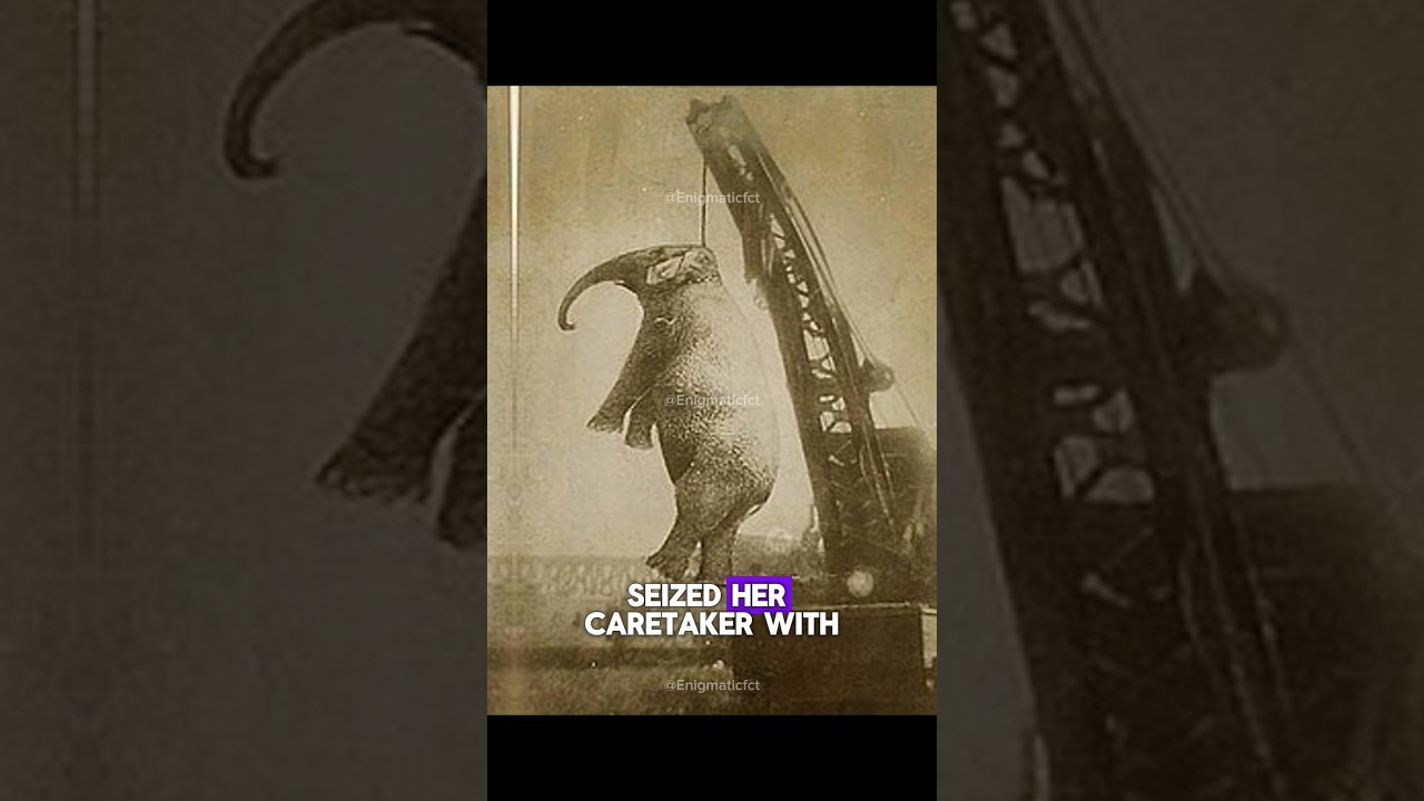 The Tragic Story Of Mary The Elephant - YouTube