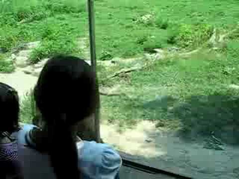 Baby buffoon baboon - YouTube