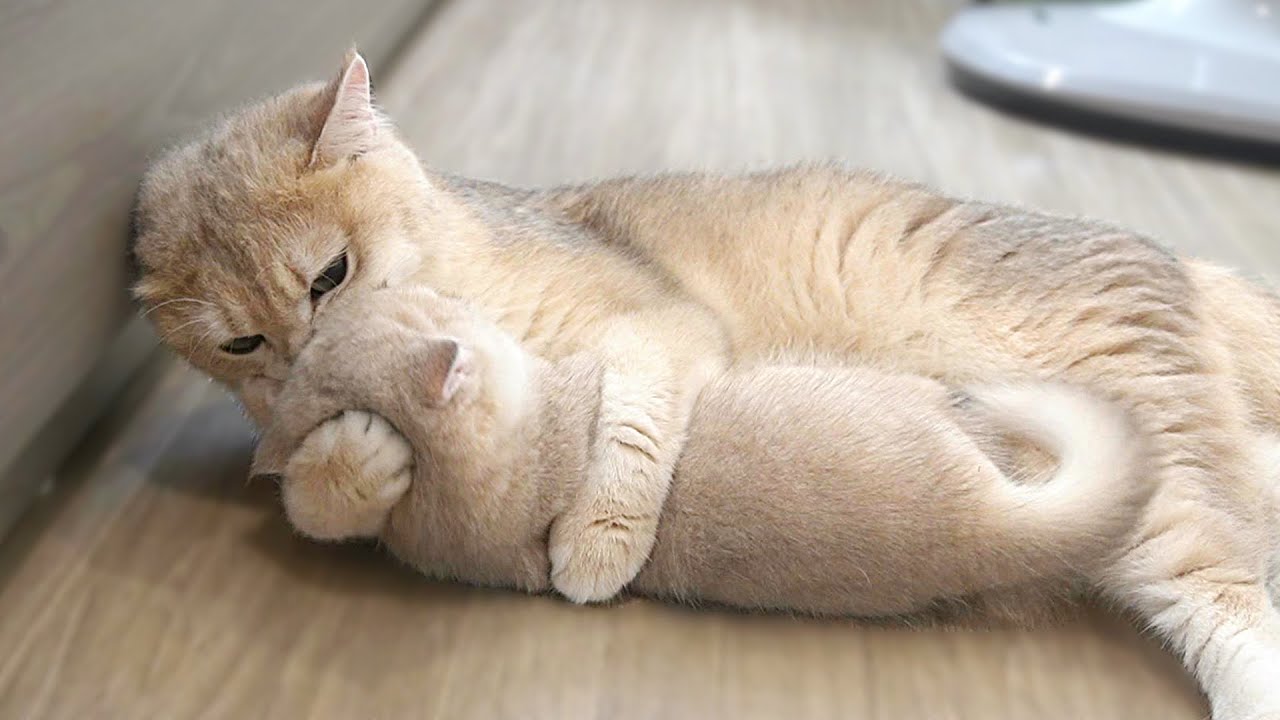 Mom cat loves her kitten in a very forceful style - YouTube