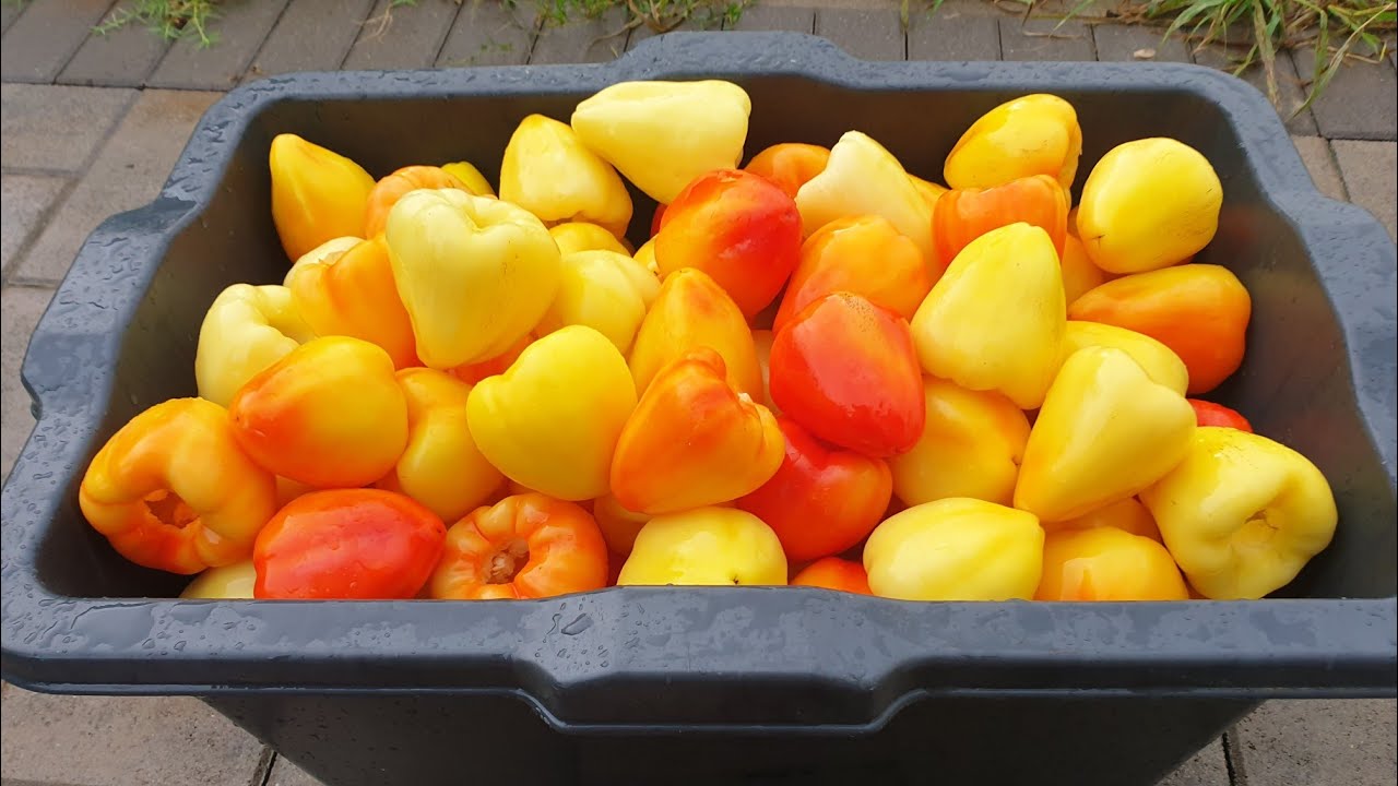 Turshi me 150.Speca,Speca te Rrotulluara ,qe njehere do e provoni ...