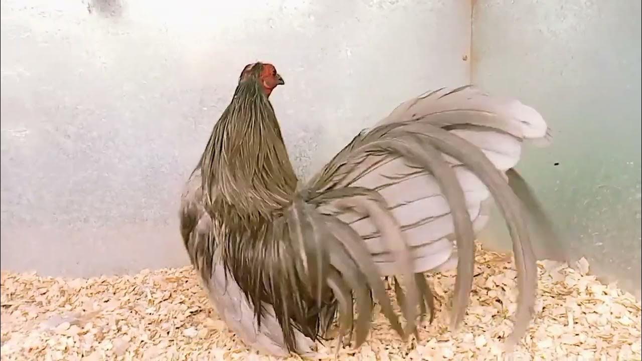 🐣🐓🇲🇽 CRIADERO LAS MARGARITAS 🐣🐓 temporada 2025 de lo que vamos desarrollando - YouTube