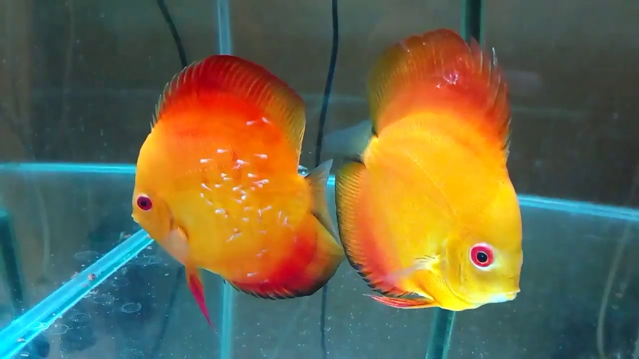 Red Melon Discus Pair - by İntra Discus - YouTube