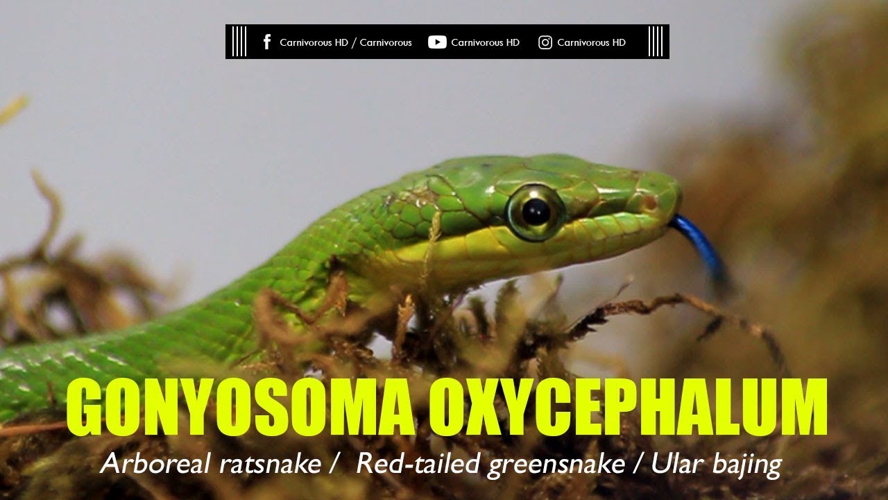 Ular Bajing | Gonyosoma oxycephalum | Arboreal ratsnake | red-tailed ...