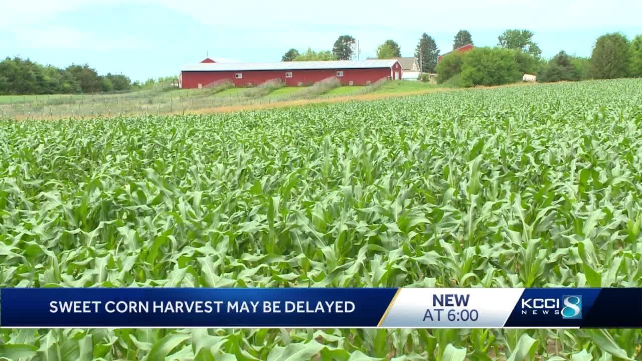 Are you ready for some Iowa sweet corn? It might come a little later ...