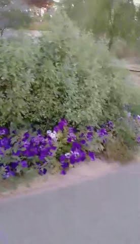 pag masdan ang violet na bulaklak, - YouTube