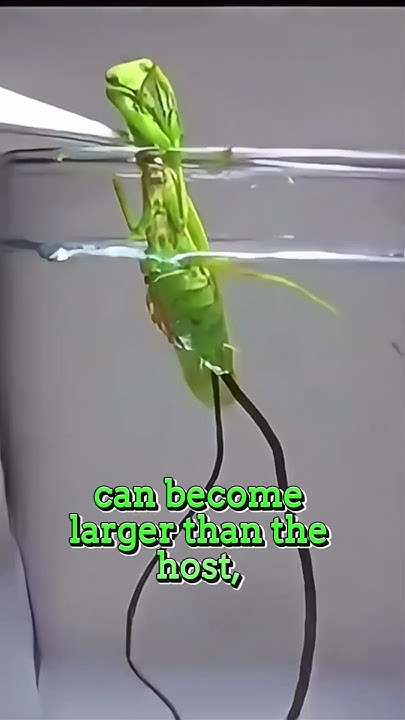 This Worm Can Drown the Praying Mantis #shorts #parasite - YouTube