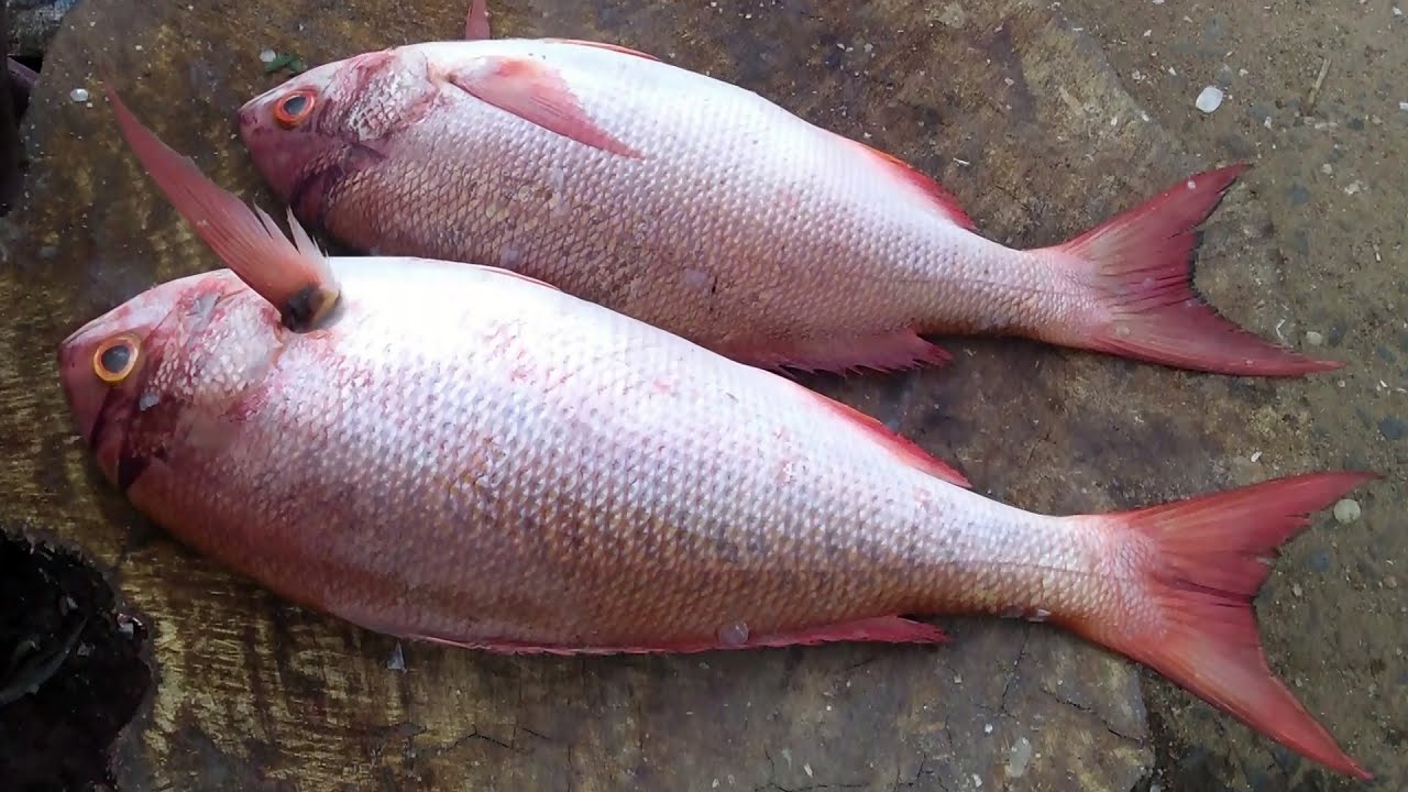Red Snapper fish Cutting & Chopping in Asian fish market - YouTube