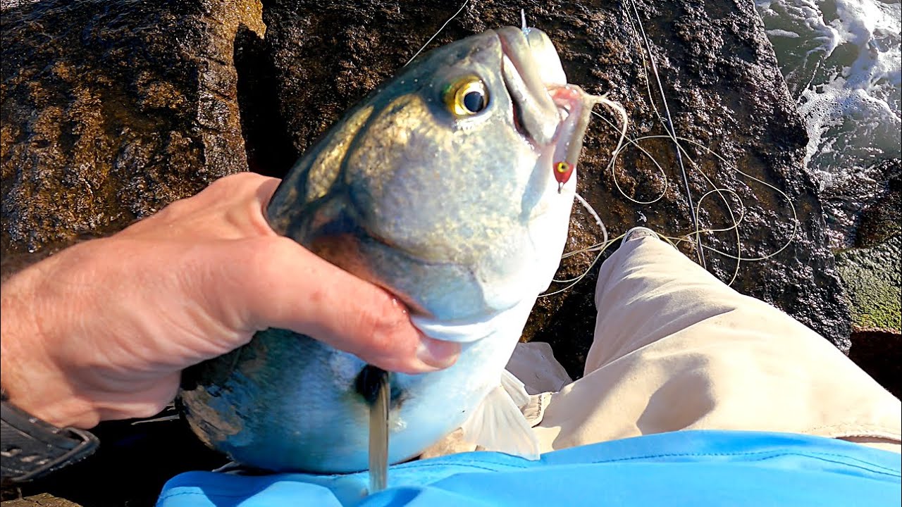 Chasing Summer BLUEFISH on the Rocks - Saltwater Fly Fishing for Blues ...