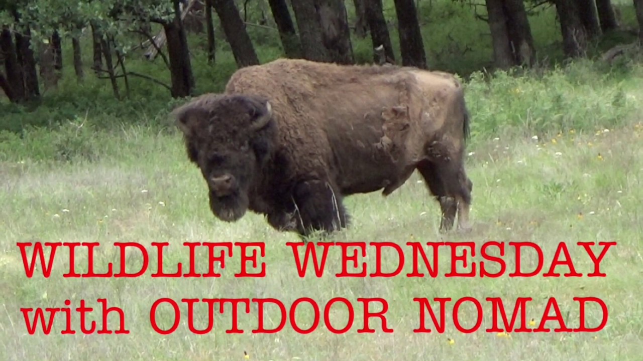 Wildlife Wednesday - 2019 - YouTube