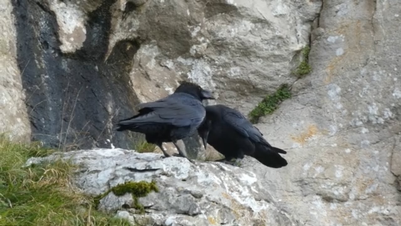 Great Orme Ravens Preening/Grooming - YouTube