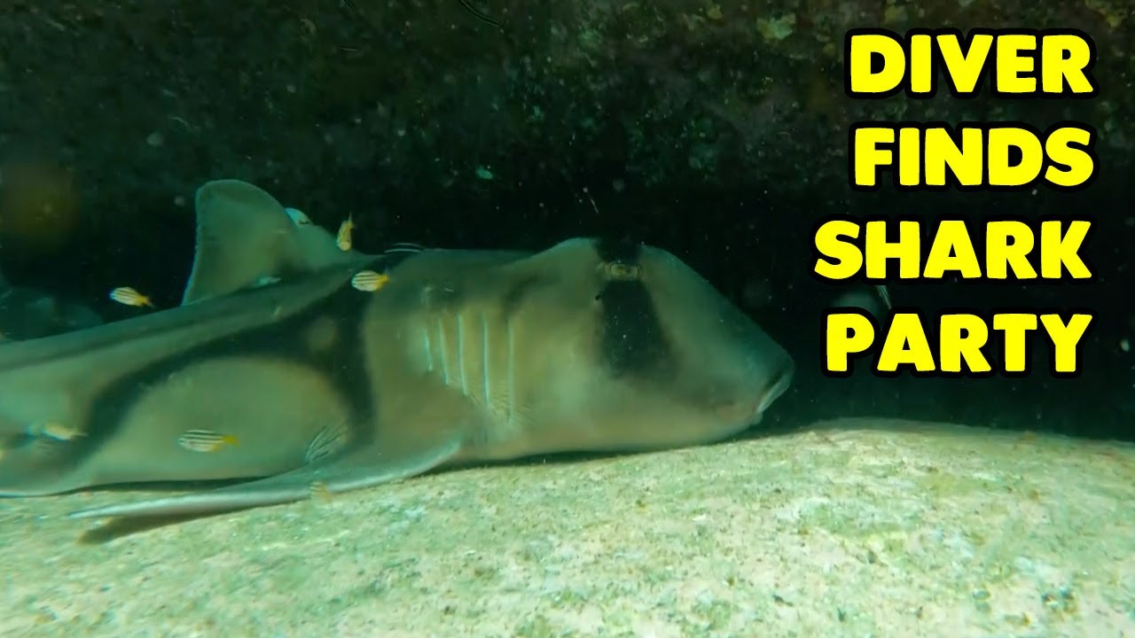 Diver Finds Hidden Shark Party - YouTube