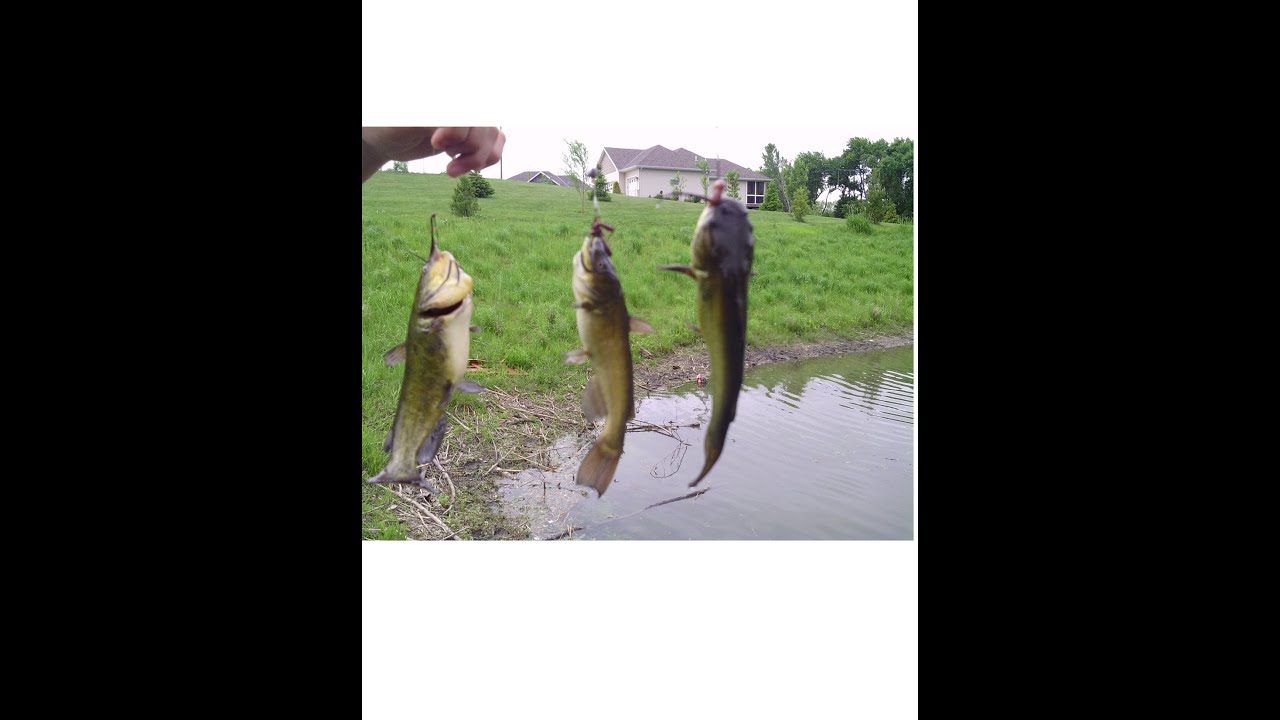 Catching Bullhead At A Huge Pond! - YouTube