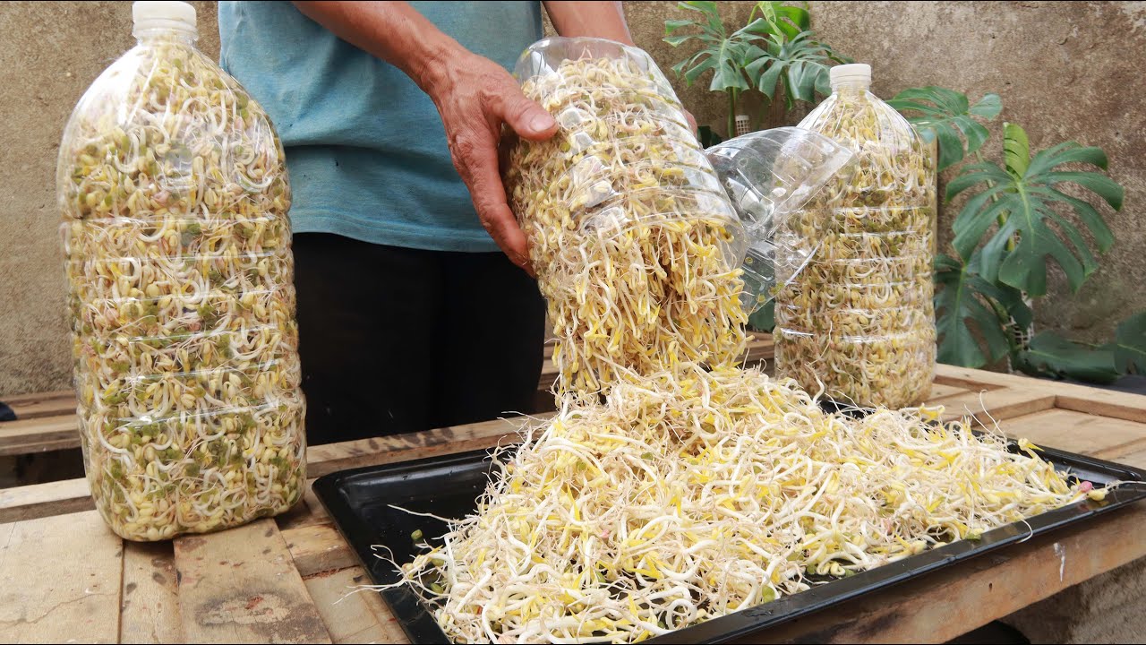 Tips for making bean sprouts at home are easy for anyone to do ...