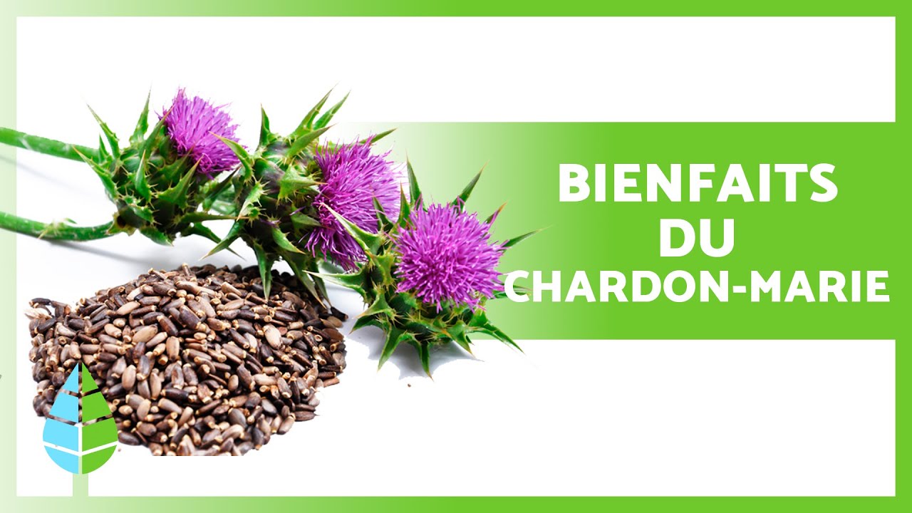 CHARDON-MARIE 🌿💜 Propriétés, BIENFAITS, comment en CONSOMMER et CONTRE ...