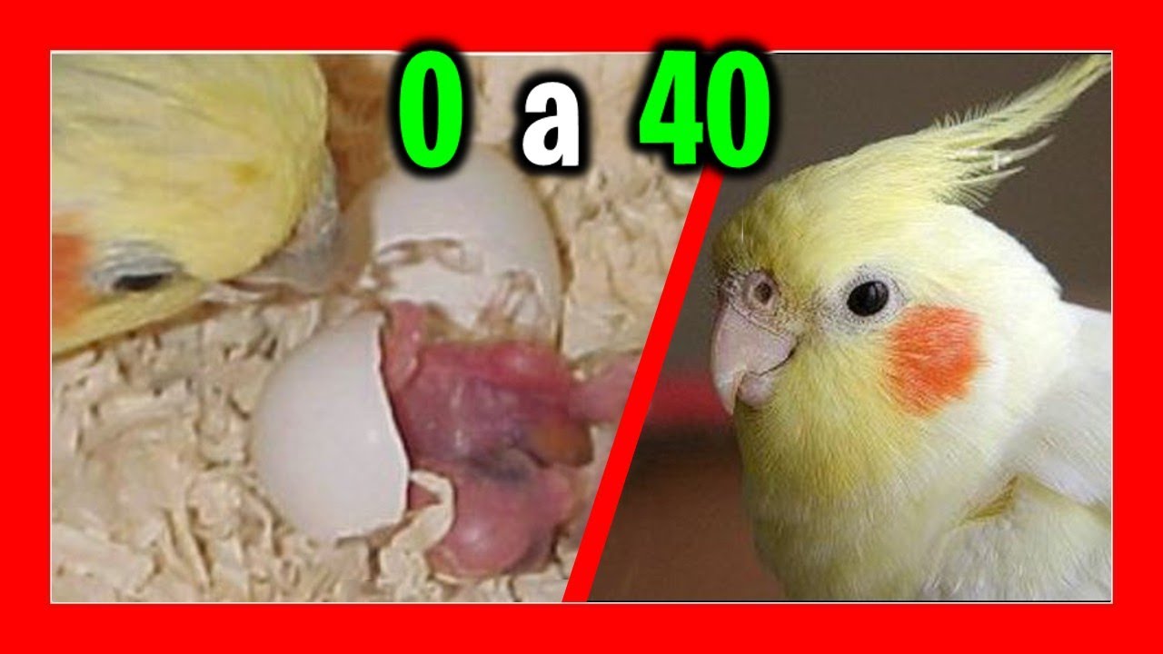 CRIA DE CACATUA NINFAS DIA A DIA | Crías de ninfas papilleras día a día ...