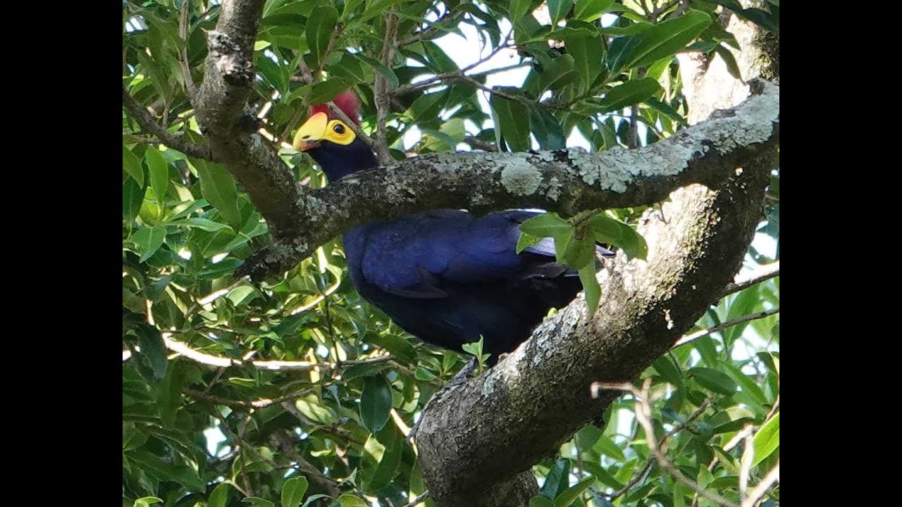 Oloololo and Beyond-The Kenyan Birding Safari, Part 7 - YouTube