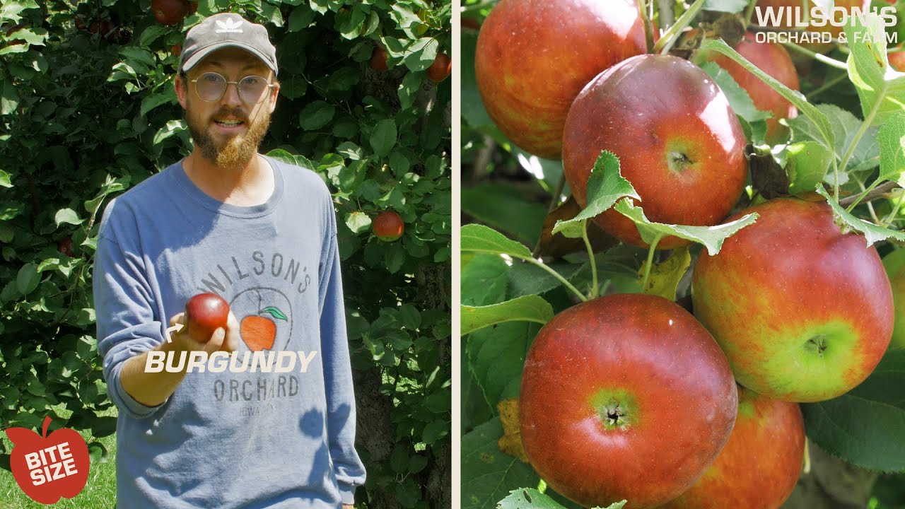 Burgundy Apples | Bite Size - YouTube