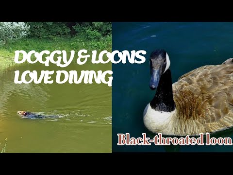 DOG AND LOONS LOVE DIVING & CHASING EACH OTHER - YouTube
