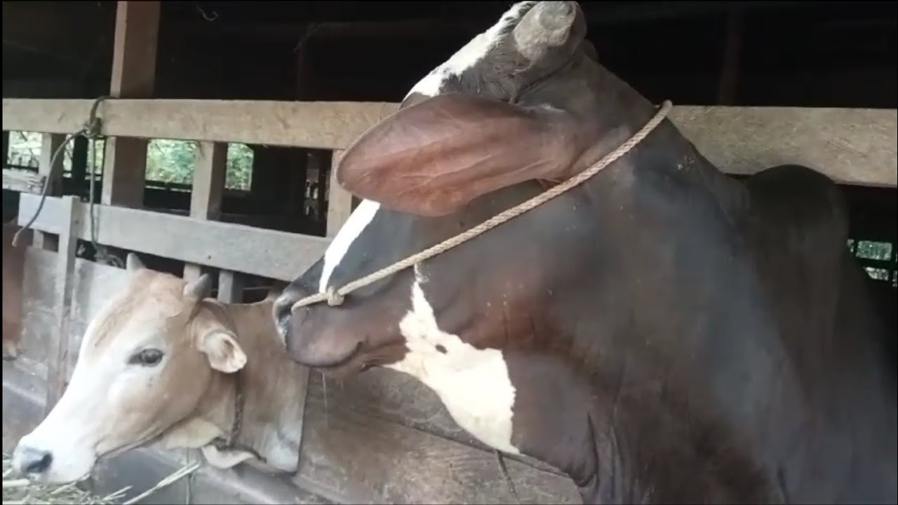 🔴SUPER TAME SIMENTAL COW WEIGHS 2.3 TONS - YouTube