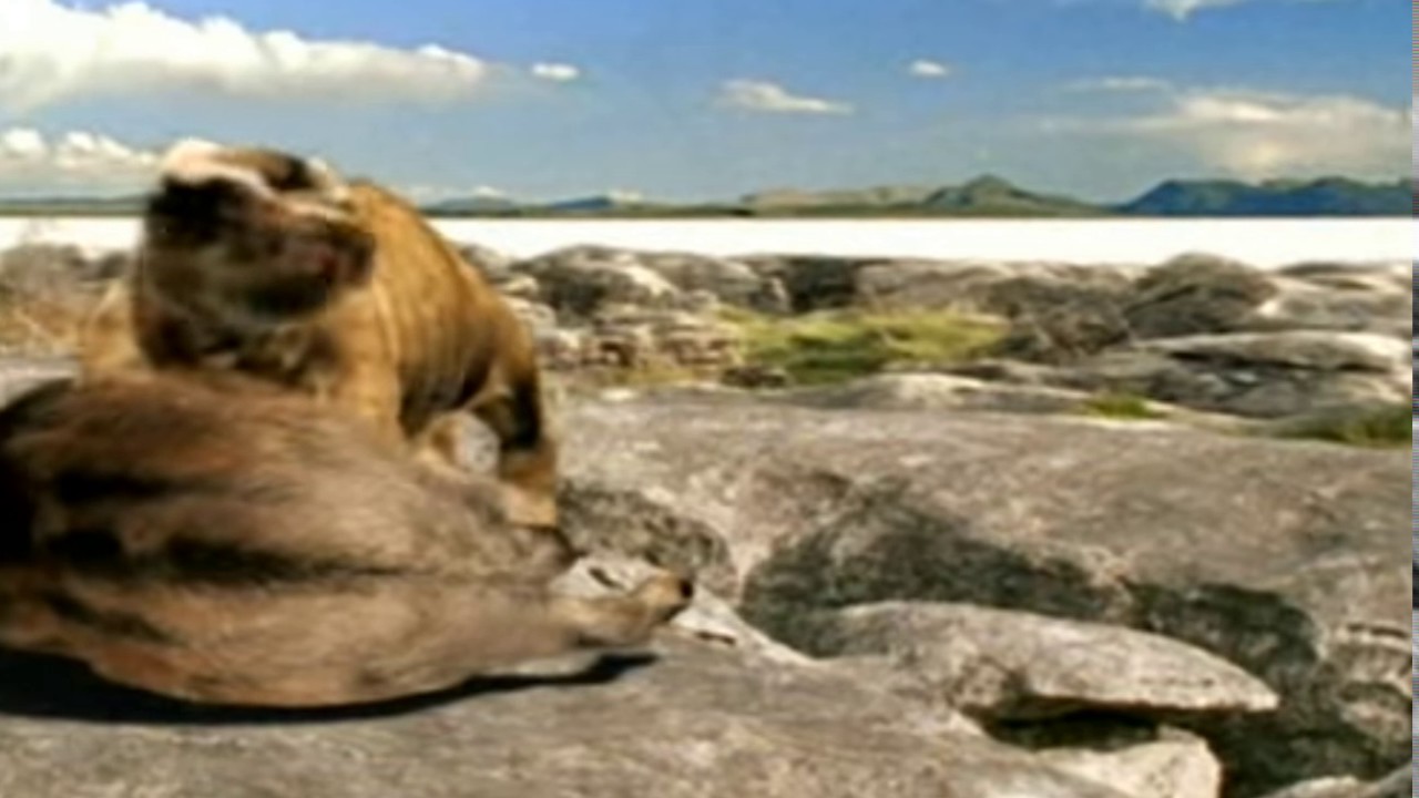 Future Animals 2 - YouTube
