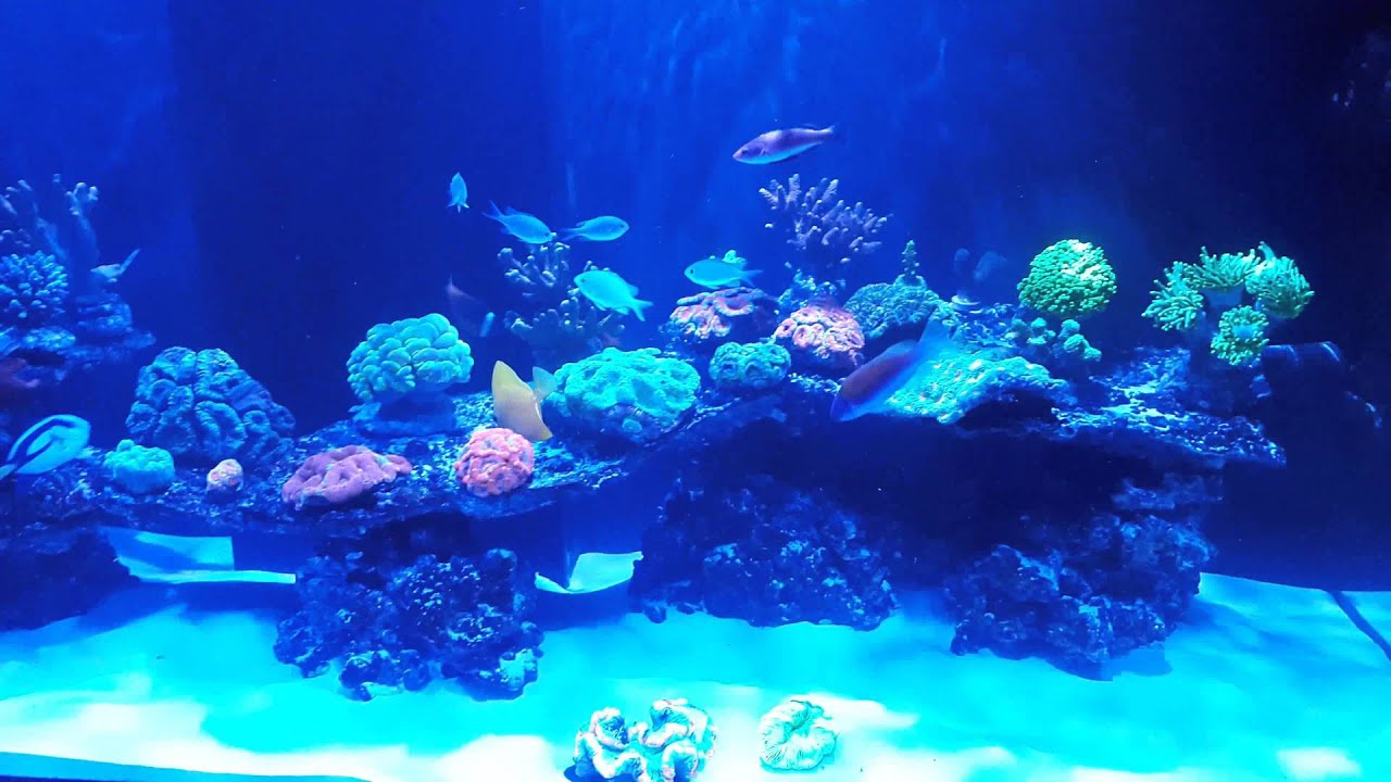 Red Sea Reefer 450 Marine Tank with Kessils -HD - YouTube