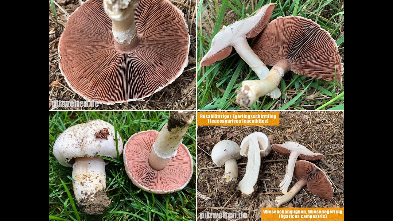 Wiesenchampignon, Gartenchampignon, Wiesenegerling | Agaricus ...