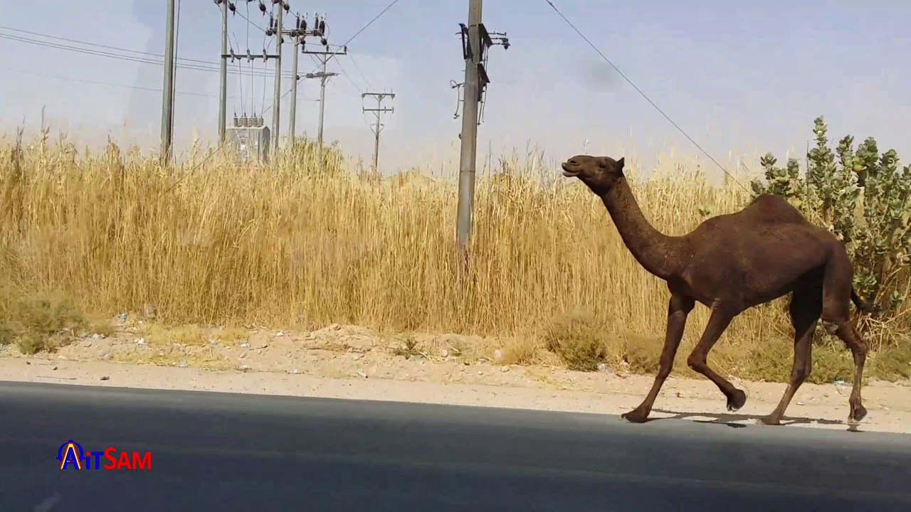 How Camels Cross The Road In Saudia - YouTube