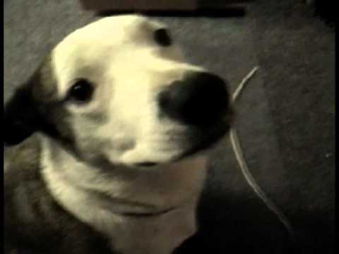 Roberta Murdock / my baby girl, "Boogie". - YouTube