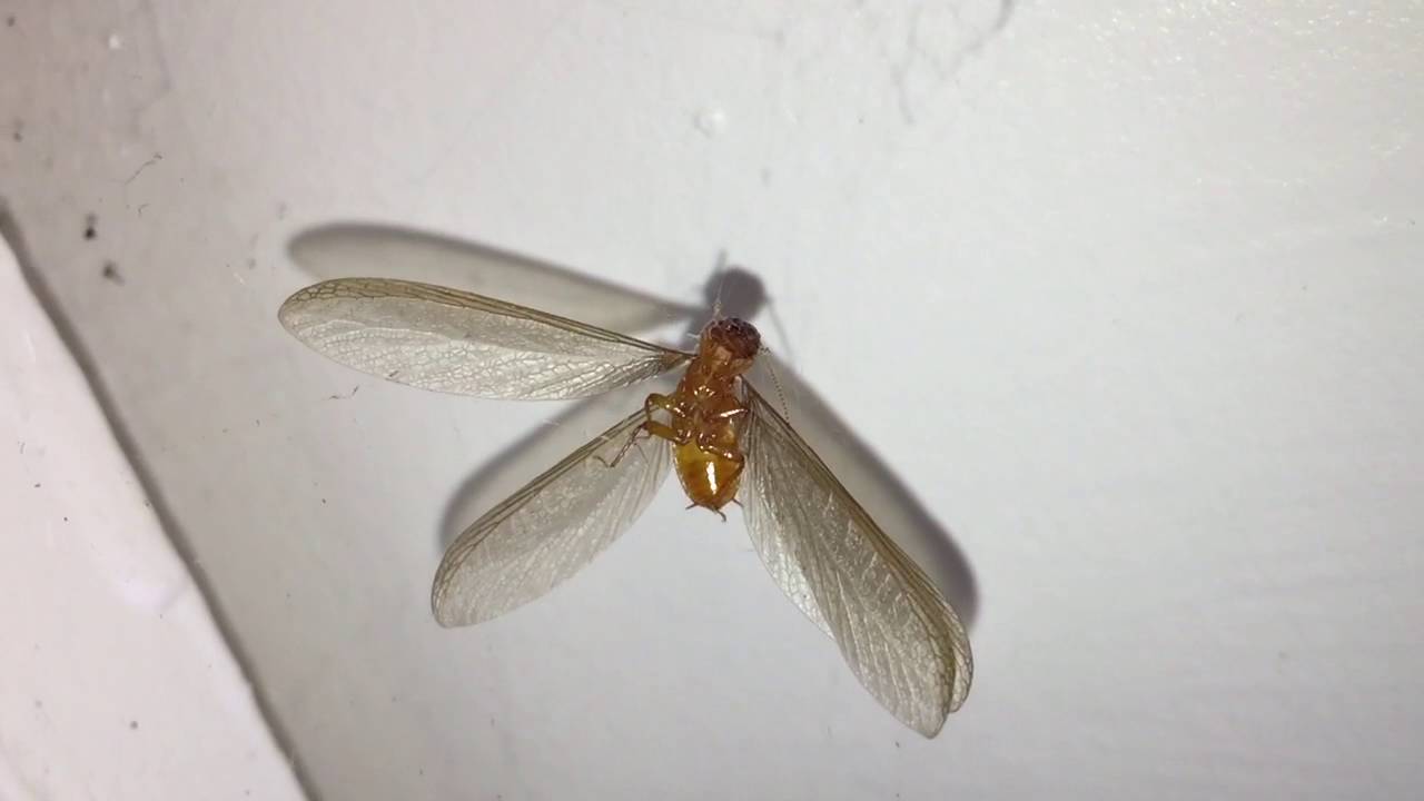 4 winged bug caught on spider web. - YouTube