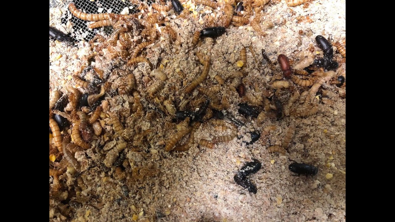 DIY Meelworm and Buffaloworm farm - YouTube