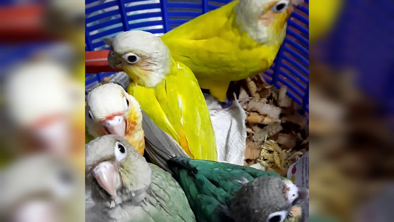 Sun Cheek Conure, American Dilute, Blue Green Cheek Conure, Blue Green ...