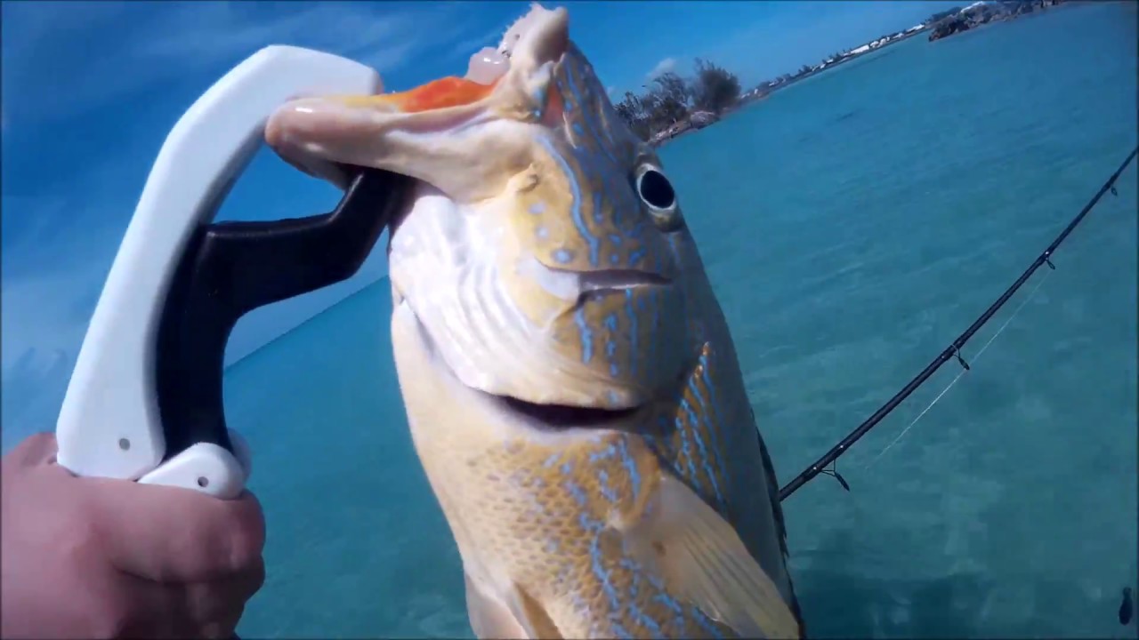 Insane Saltwater Fishing(Bermuda) Exotic Venomous Species Caught ...
