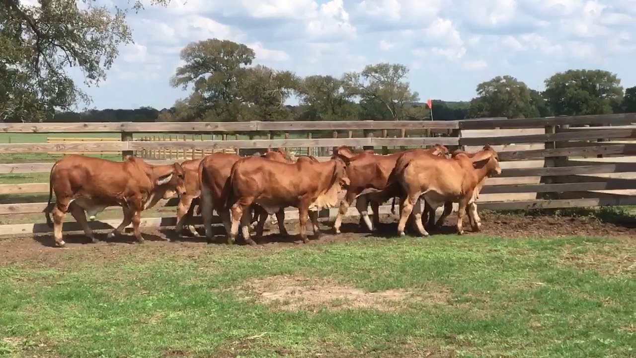Broken Triangle Cattle: Brahman Bulls for Sale - YouTube