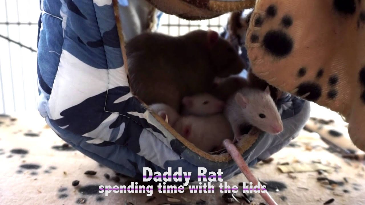 2016 Daddy Rat meets 11 babies - YouTube