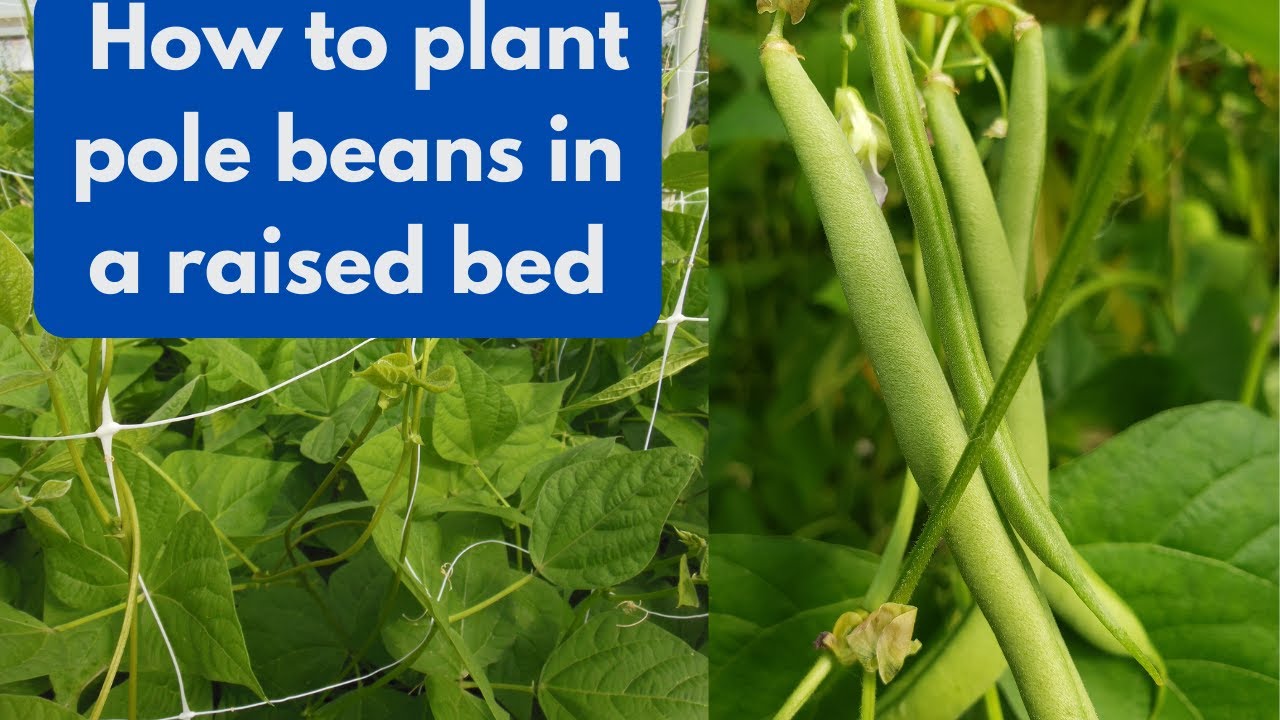 How to plant pole beans in a raised bed - YouTube