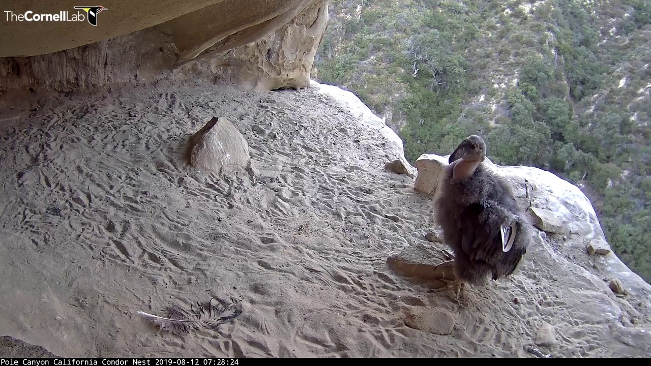 Condor Chick #980 Shows Off New Wing Tag! – Aug. 12, 2019 - YouTube