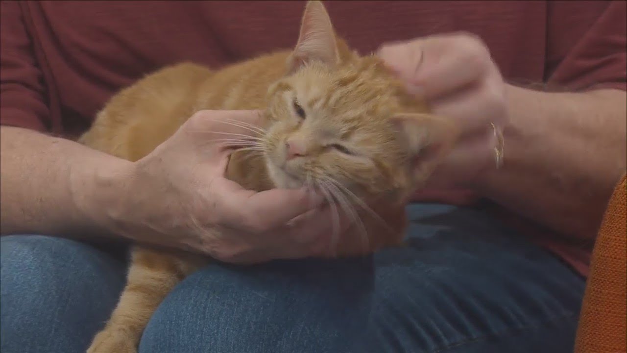 Pet of the Week - YouTube