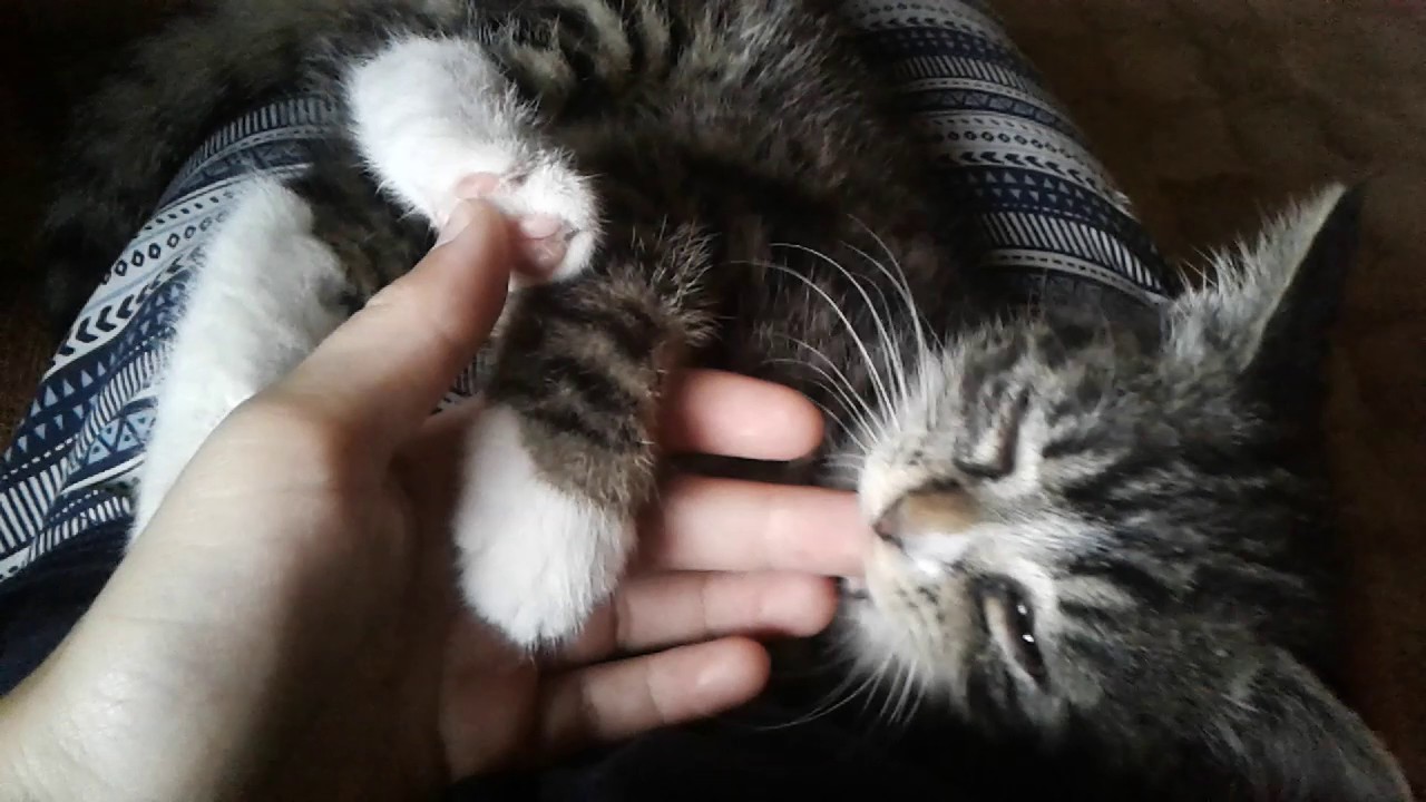 Echt süße babykatzen - YouTube