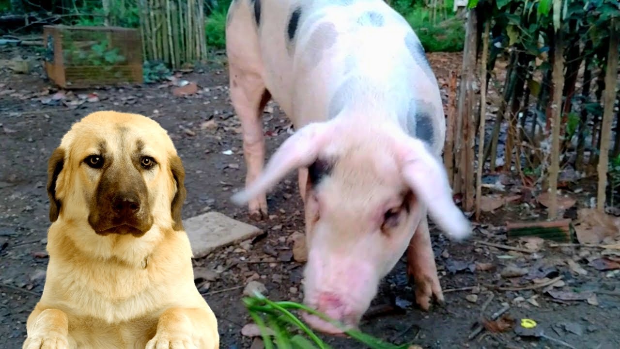 Pig and Dog Funny Cute Video - Pig Running & Dog Sound - YouTube