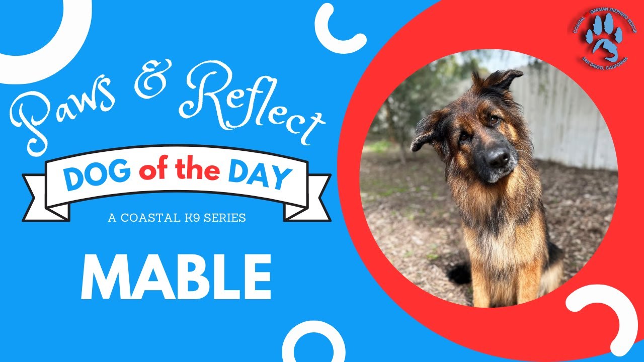 Dog of the Day - Mable has come a long way since she was rescued. What ...