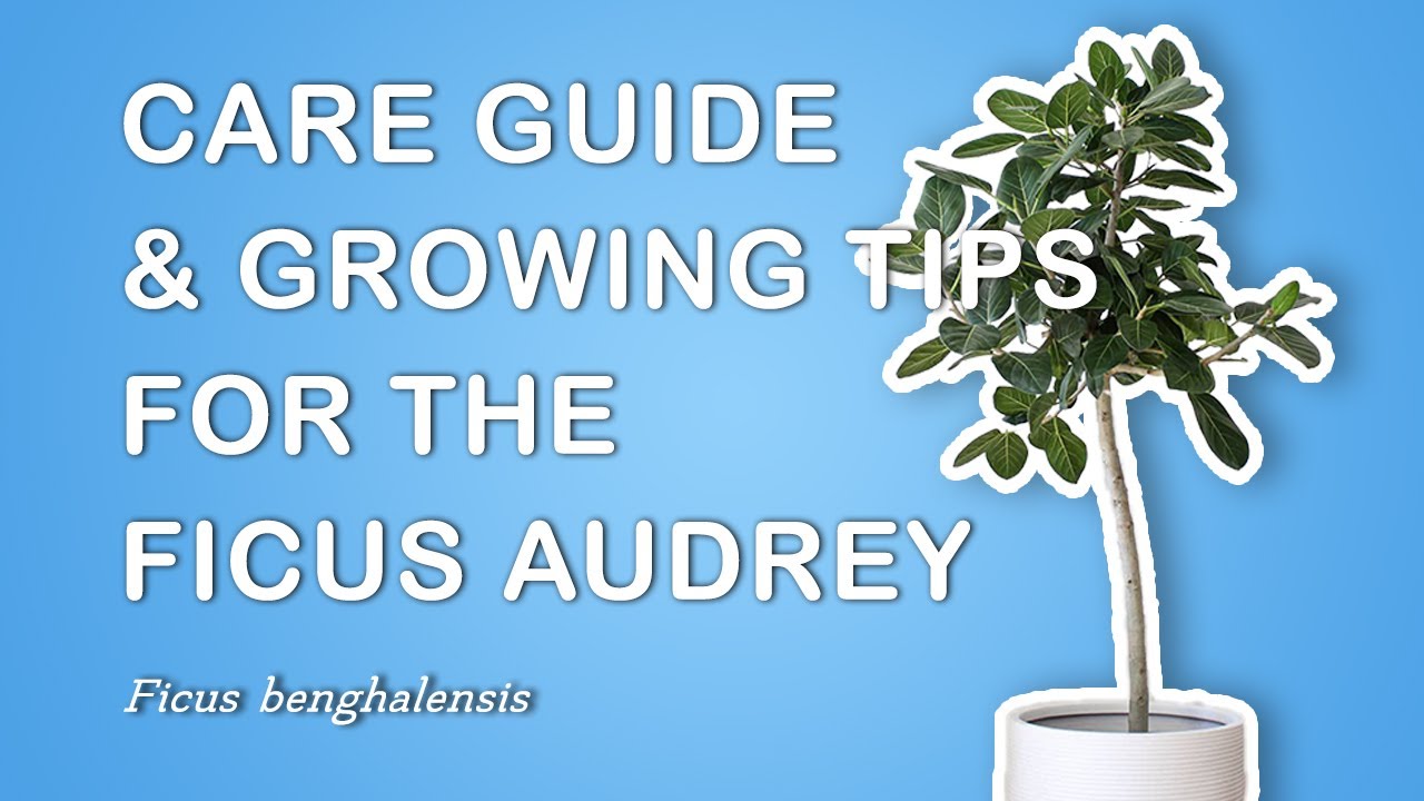 Growing & Caring For the Ficus Audrey (Ficus Benghalensis) - YouTube