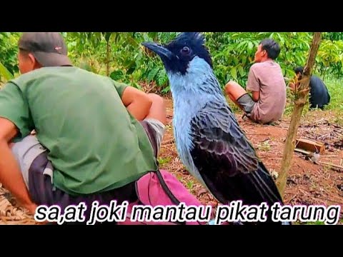 Burung ganas yang sangat kuat dan tahan 🐦🐦 - YouTube