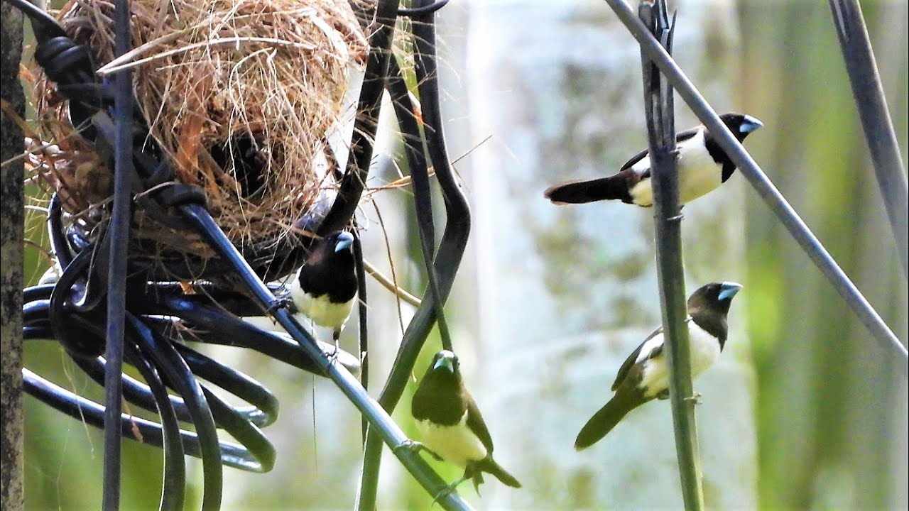 White-Rumped Munia Build the Perfect Nest/ White-rumped Munia bird ...