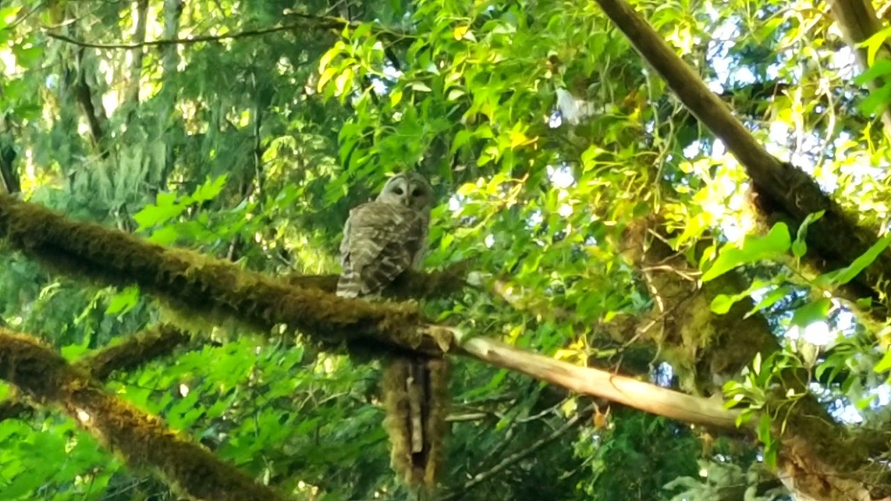 Owl singing - YouTube