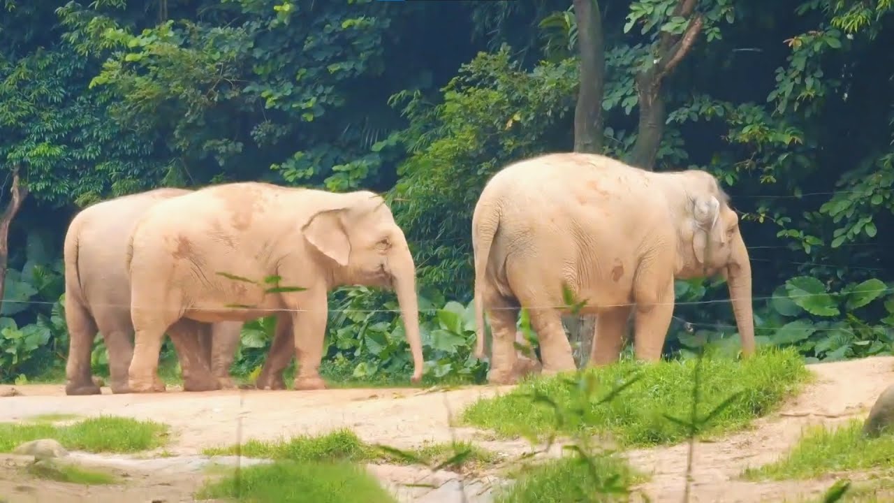 Animal World | Life of Crocodile, Elephant, Hippopotamus, Panda ...